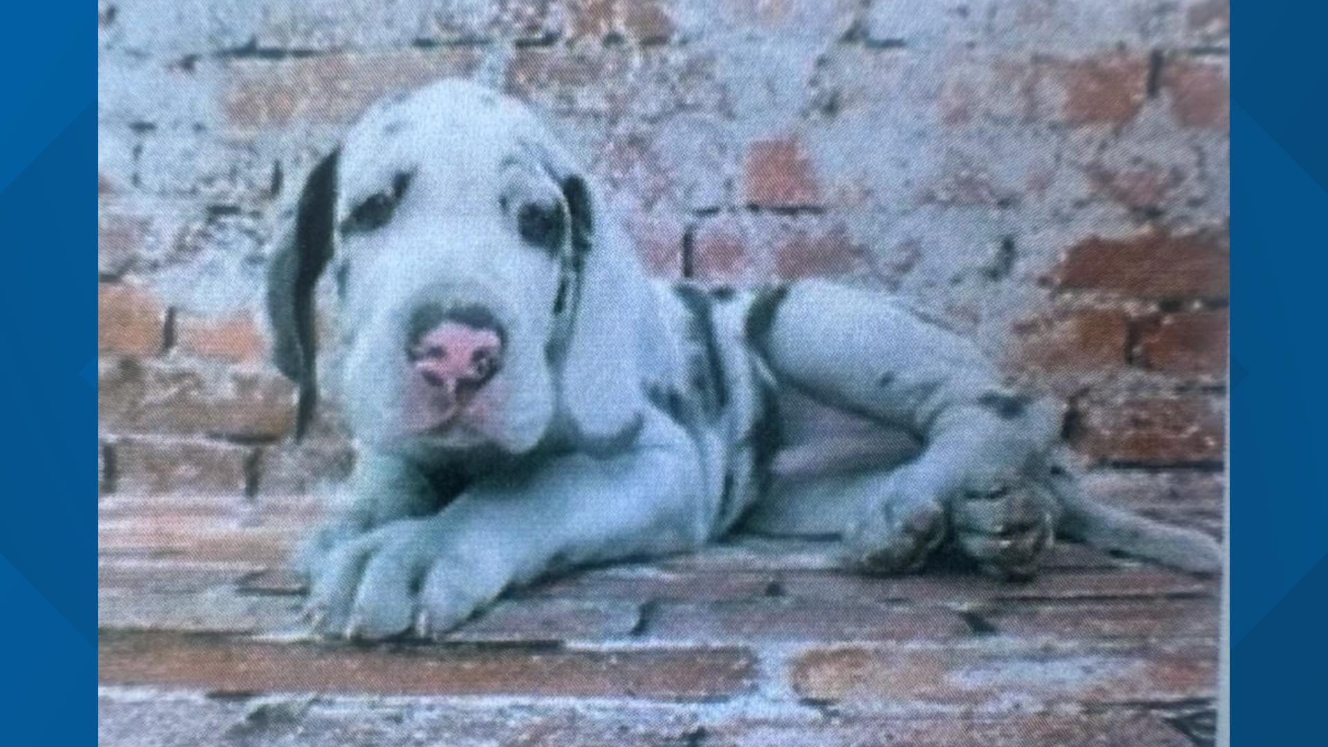 Arrest made in animal cruelty case involving rescued Great Dane near ...