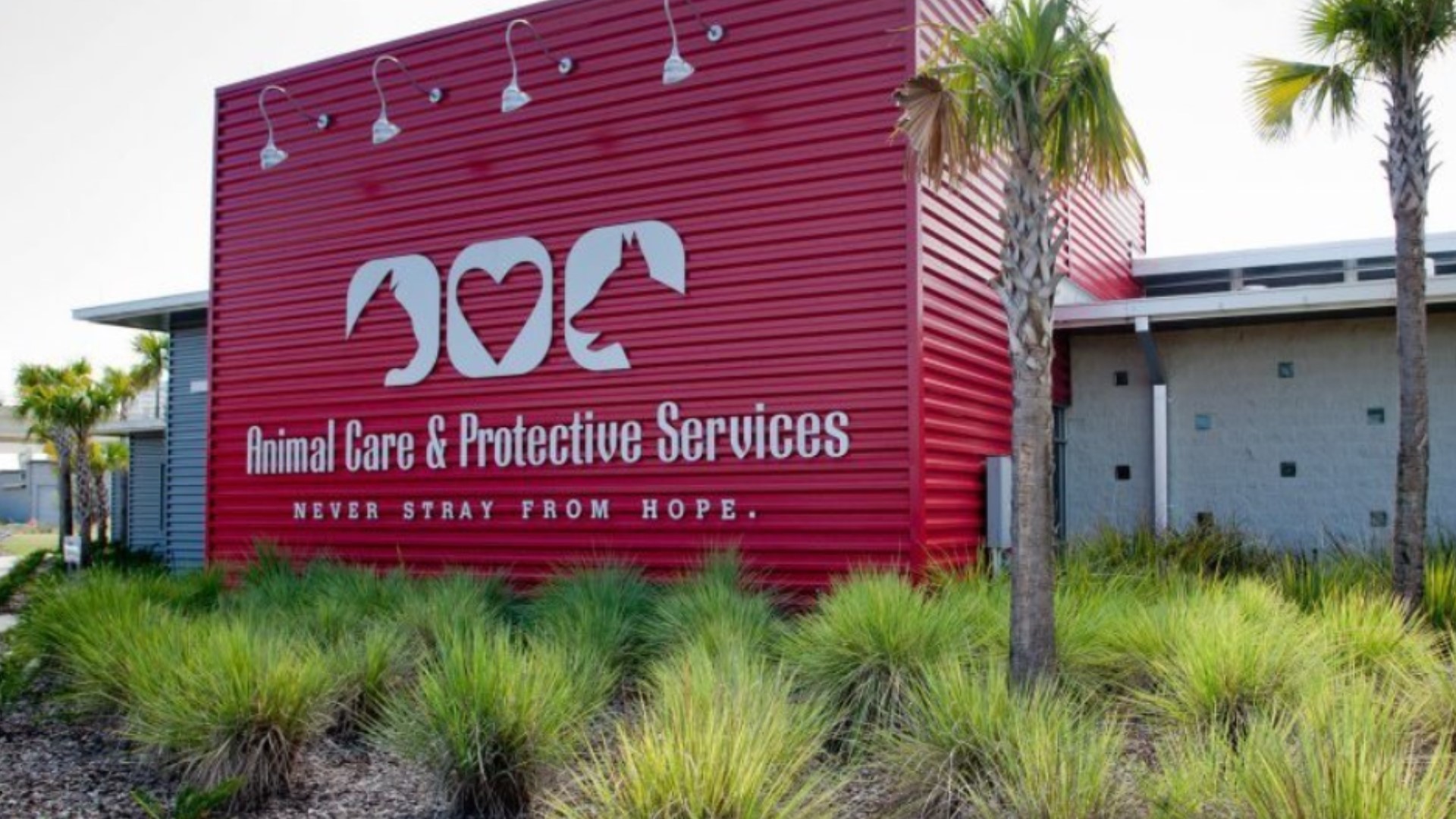 Clear the Cages: ACPS Jacksonville offers free adoptions all November ...
