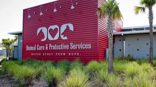 Clear the Cages: ACPS Jacksonville offers free adoptions all November ...