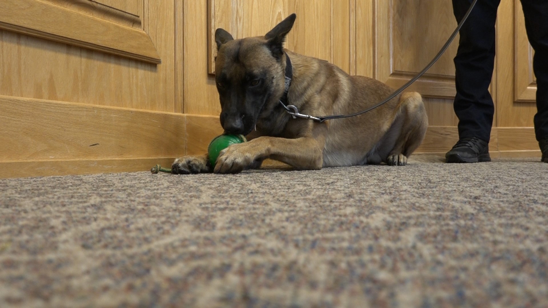 DCPS Police welcome first firearms detective K9 | firstcoastnews.com