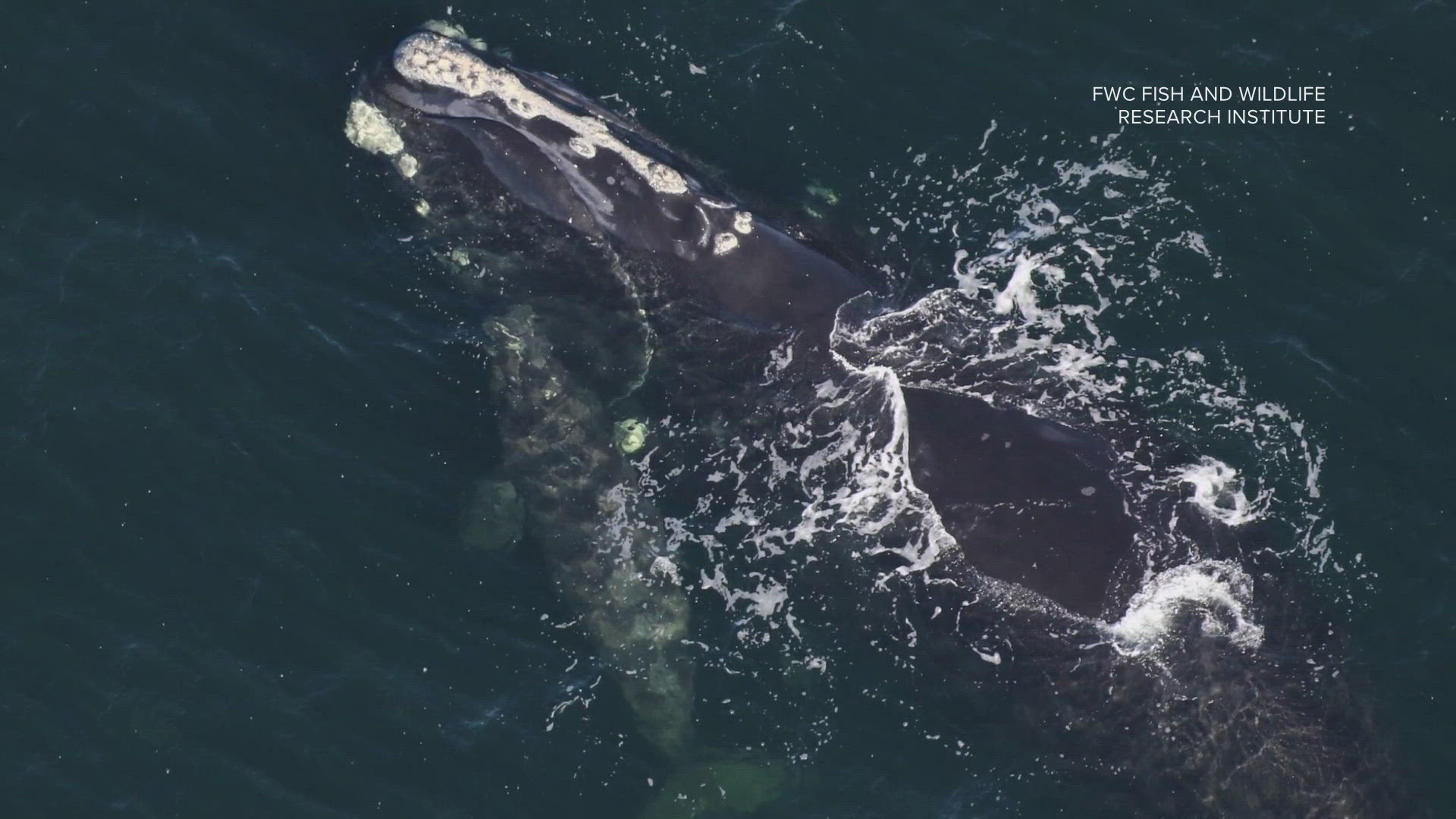 Endangered North Atlantic right whale spotted off Amelia Island ...