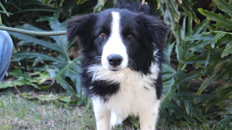 17 border collies in need of adoption after being surrendered by ...