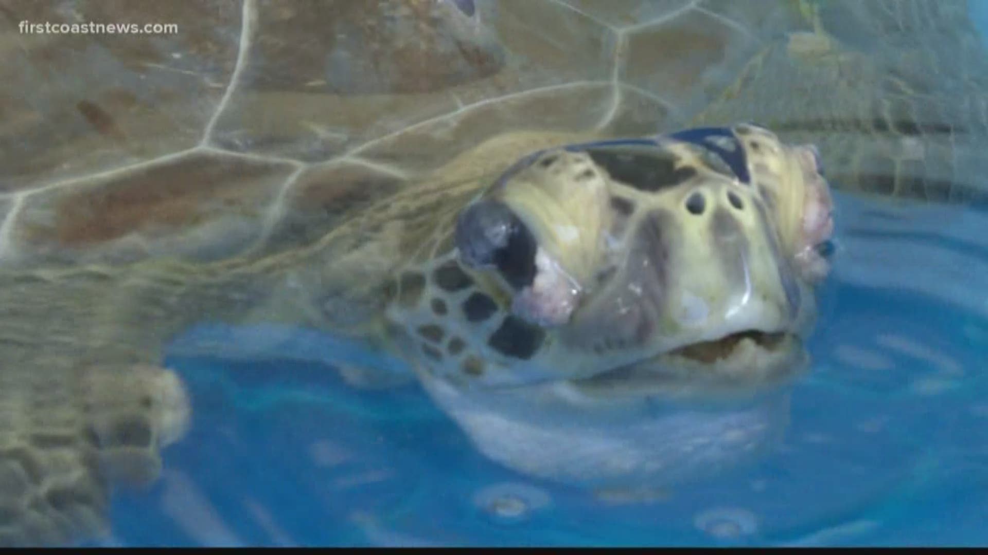 UF Whitney Marine Lab looking to expand after working in cramped spaces ...