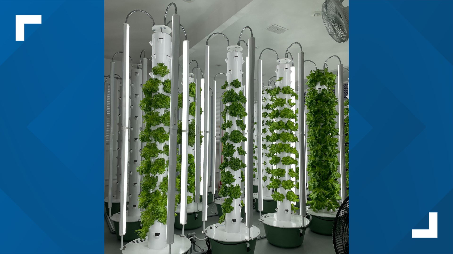 5 Points Farm offers aeroponic options for Riverside locals ...