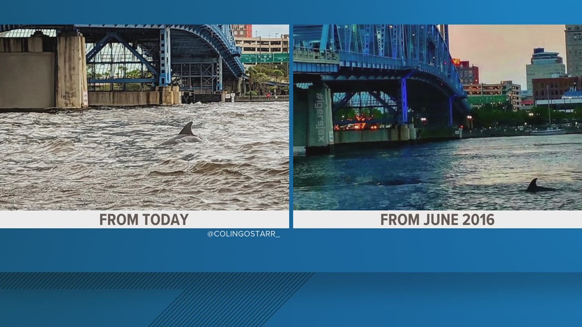 Main Street bridge dolphin captured in St. Johns River | firstcoastnews.com