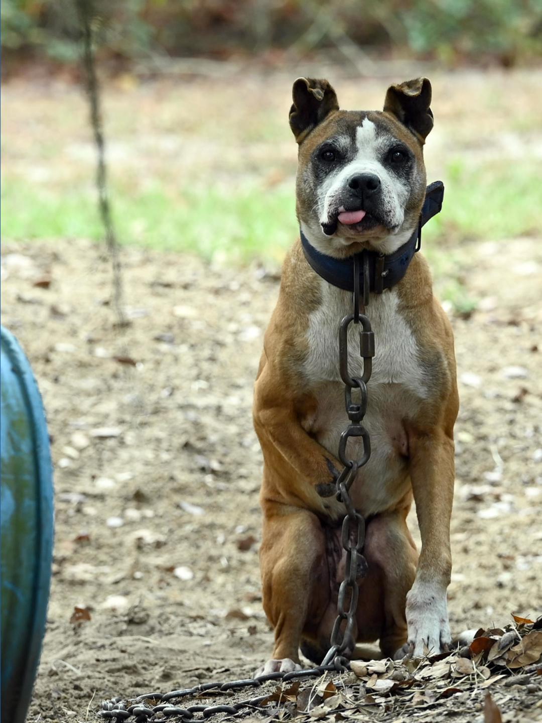80+ dogs rescued from 'heartbreaking' conditions amid Union, Clay County dogfighting ...
