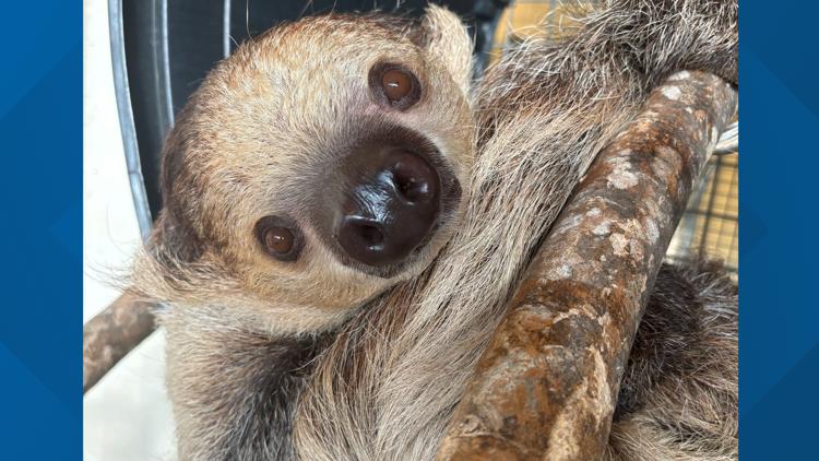 Sloth Crossing exhibit opens at Jacksonville Zoo and Gardens ...