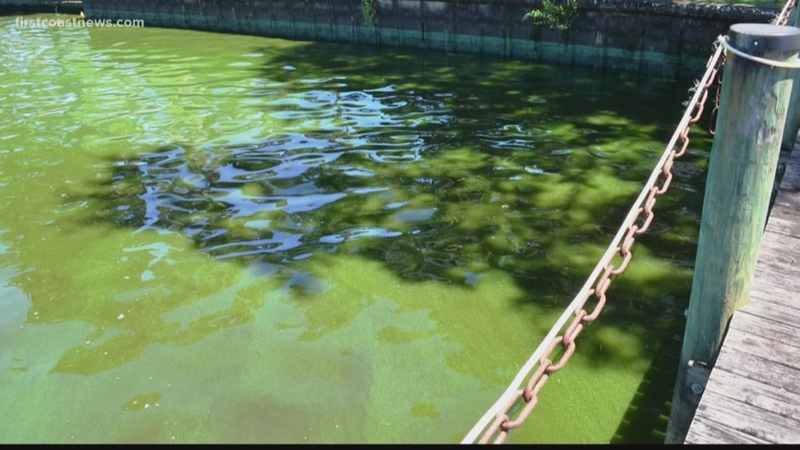Algae bloom spreads across St. Johns River | firstcoastnews.com