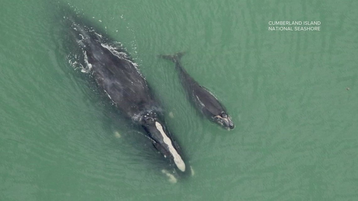 Uptick in right whale sightings across First Coast in January. Why it's ...