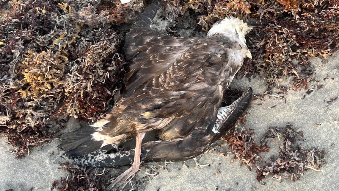 FWC investigating after shearwater birds found dead in NE Florida ...