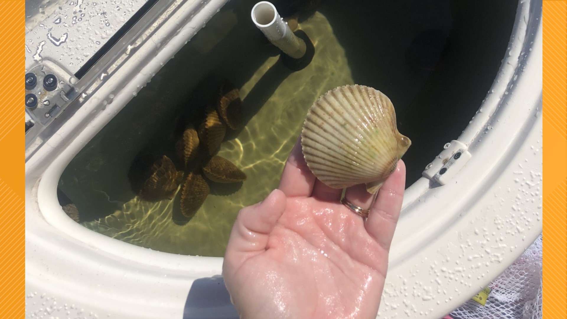 It's scallop season! Here's your guide to having a successful trip ...