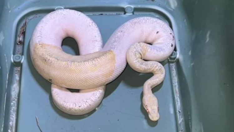 20+ ball pythons found in a St. Augustine neighborhood in July ...
