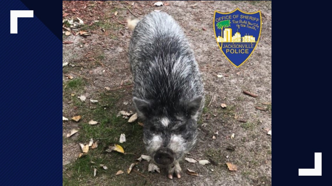 JSO finds fourth lost pig in less than 2 months | firstcoastnews.com