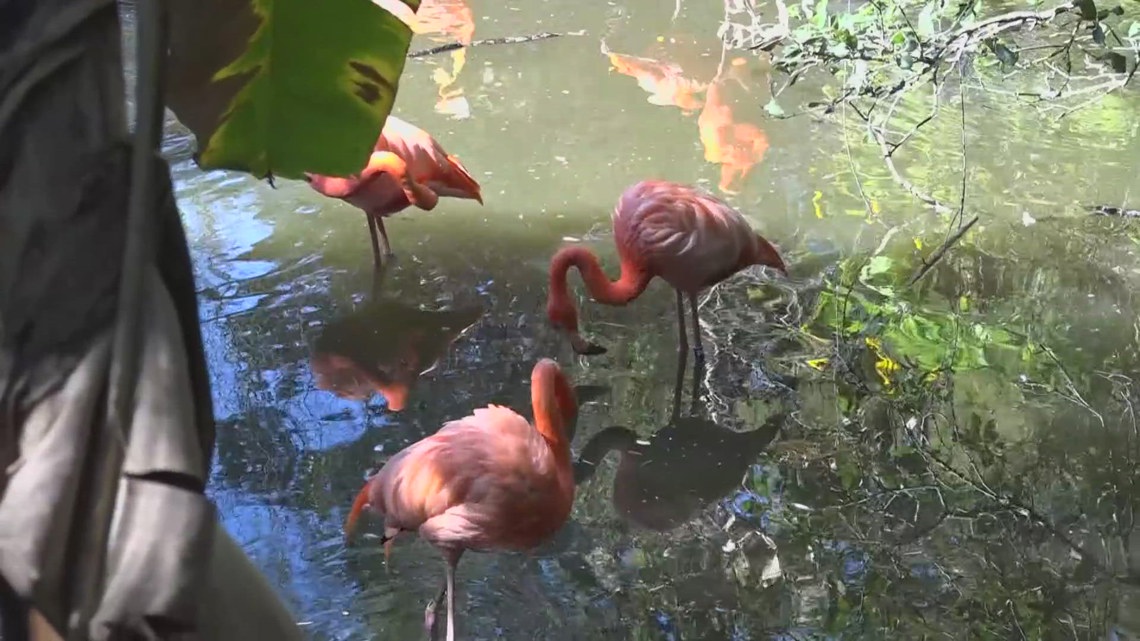 Flocking to Florida: Flamingo numbers are growing in the Sunshine State ...