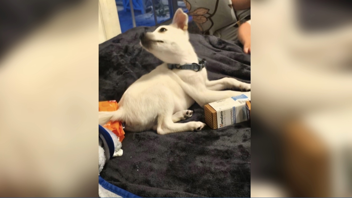 'We tried to save him': Caretaker of abused Middleburg dog speaks out ...