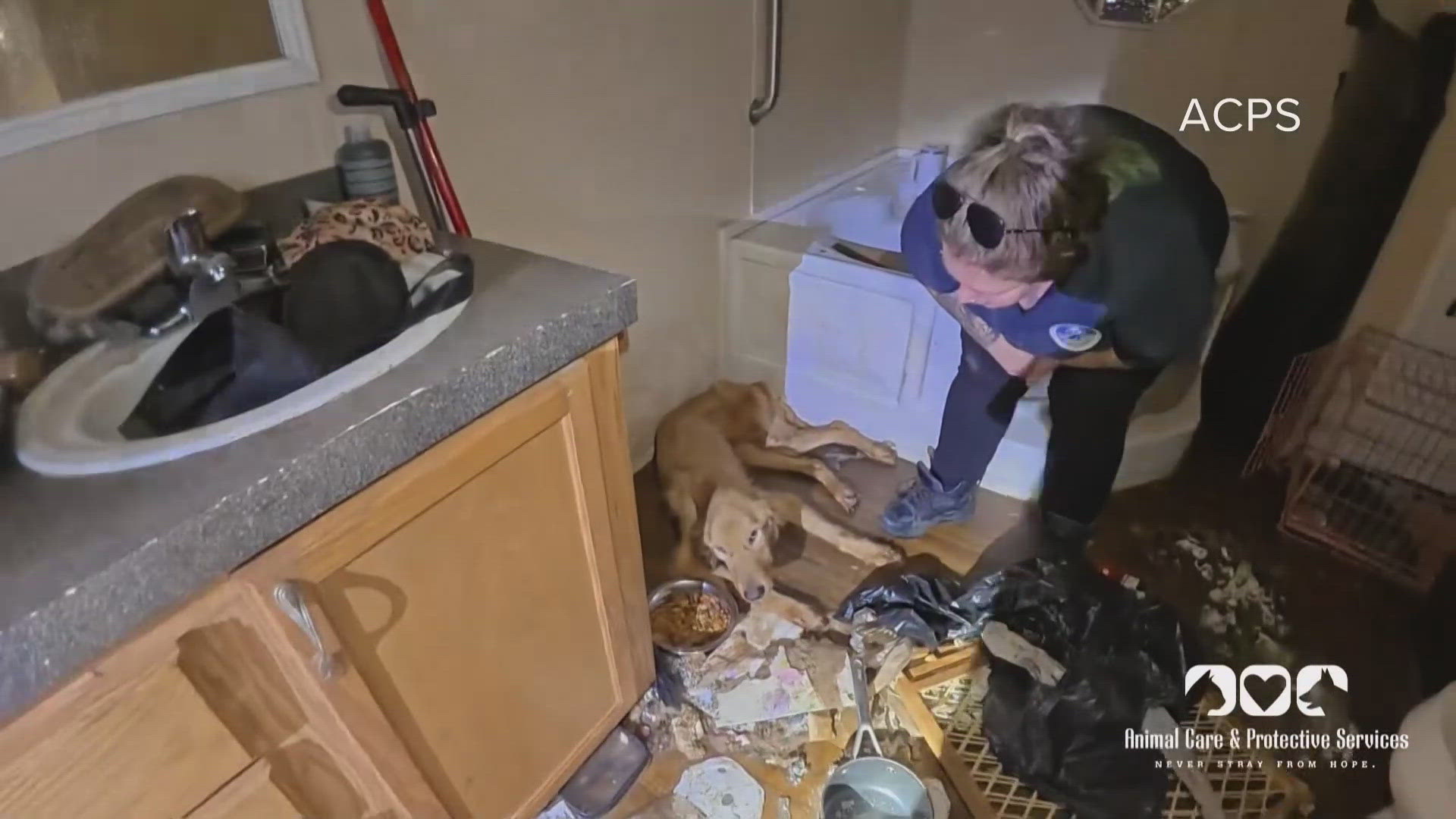 Left Behind: One dog dead, two fighting to survive after nearly two ...