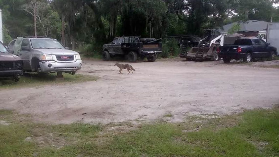 Coyote shot, killed in Atlantic Beach believed to be responsible for ...