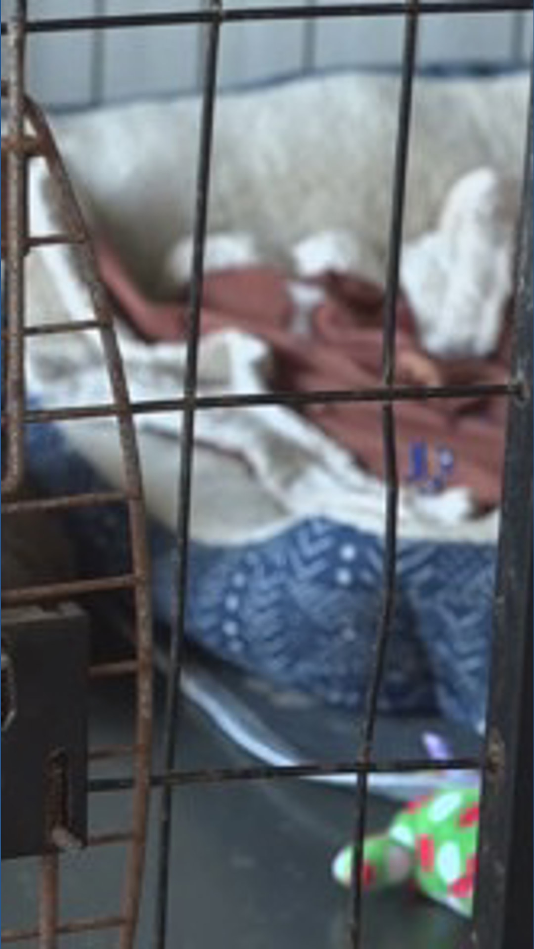Dozens of chihuahuas abandoned on the side of the road in St. Johns ...