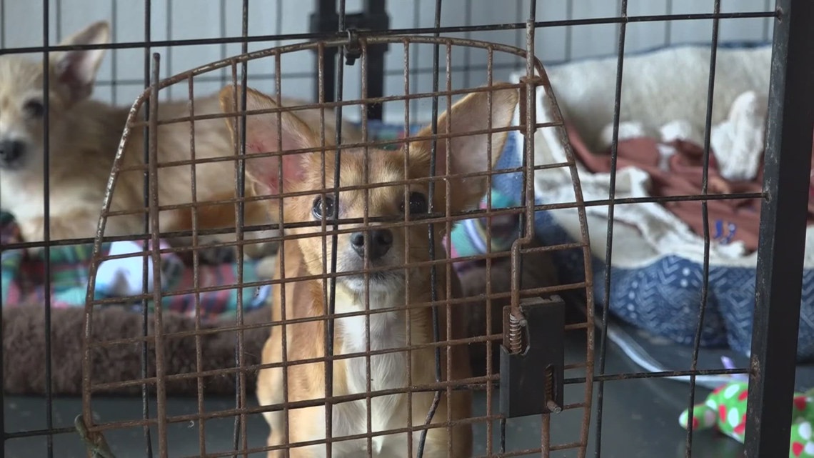 Dozens of chihuahuas abandoned on the side of the road in St. Johns ...
