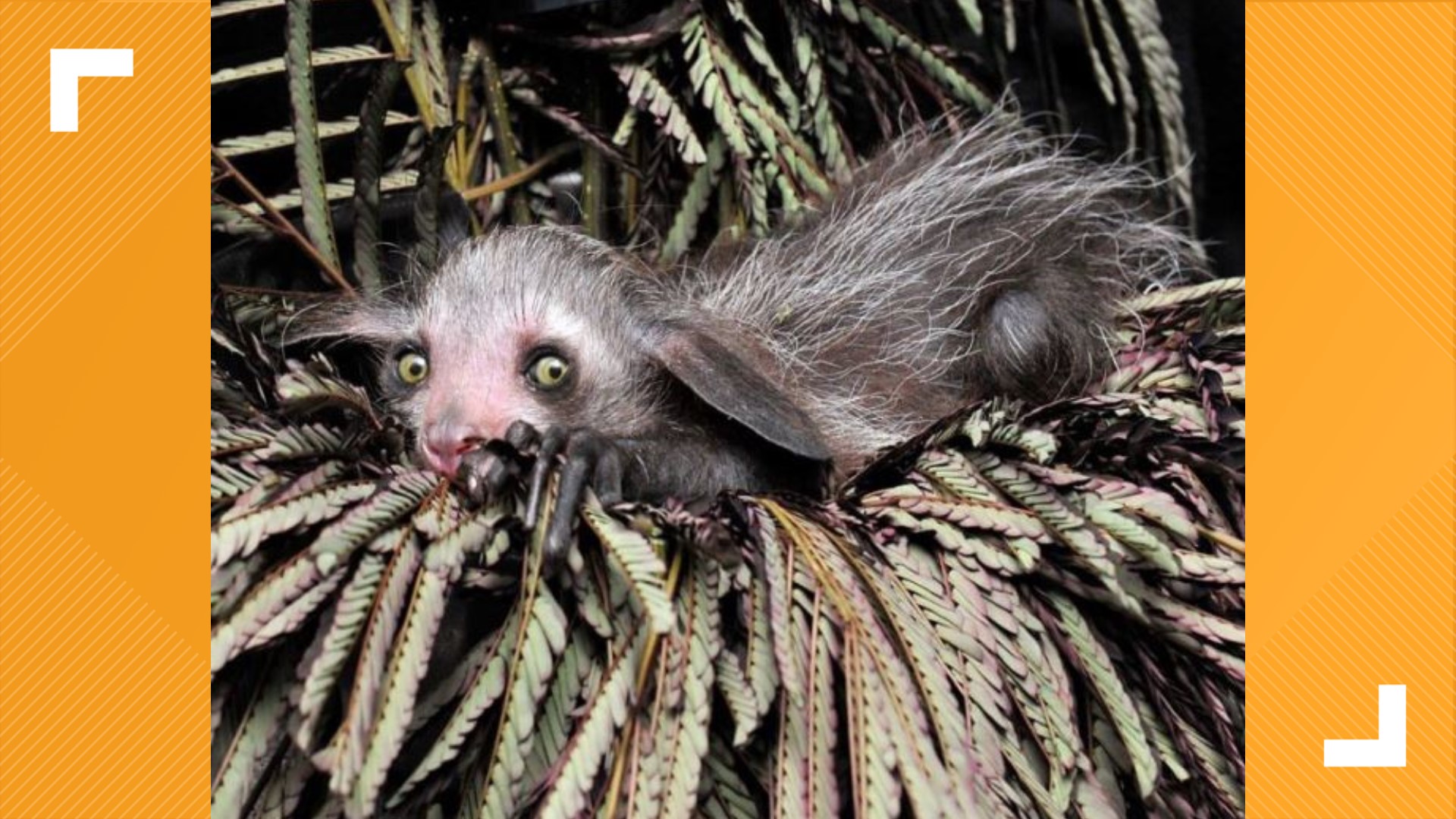 Rare baby aye-aye born at Duke Lemur Center | firstcoastnews.com