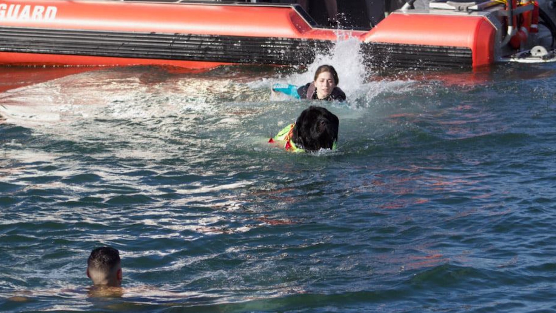 Water rescue dog holds demonstration in Ft. Lauderdale | firstcoastnews.com