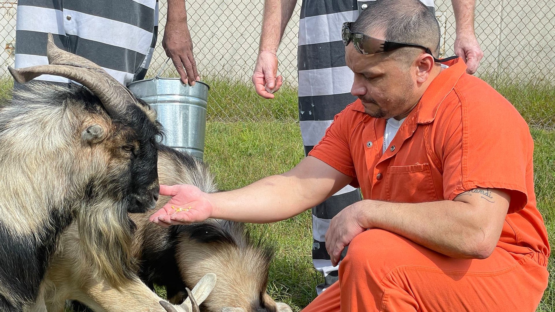 5 goats, 2 pigs are newest residents at Putnam County (FL) Jail ...