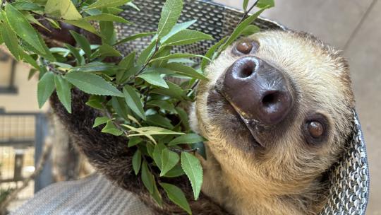 Sloth Crossing exhibit opens at Jacksonville Zoo and Gardens ...