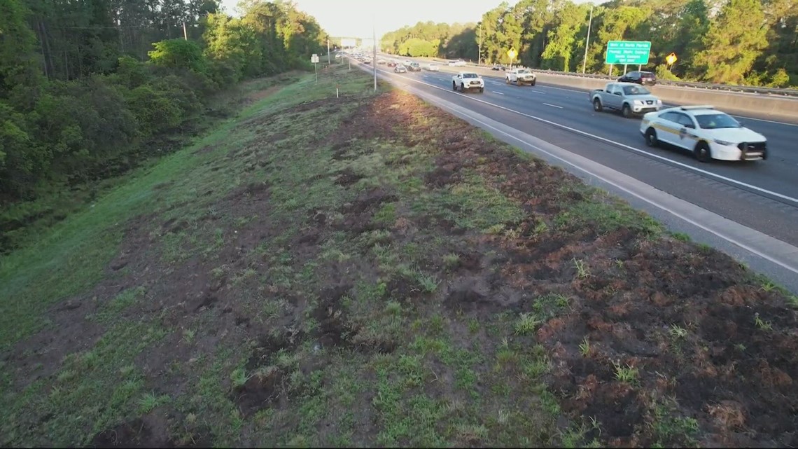 Wild hogs seen off JTB causing damage to land | firstcoastnews.com