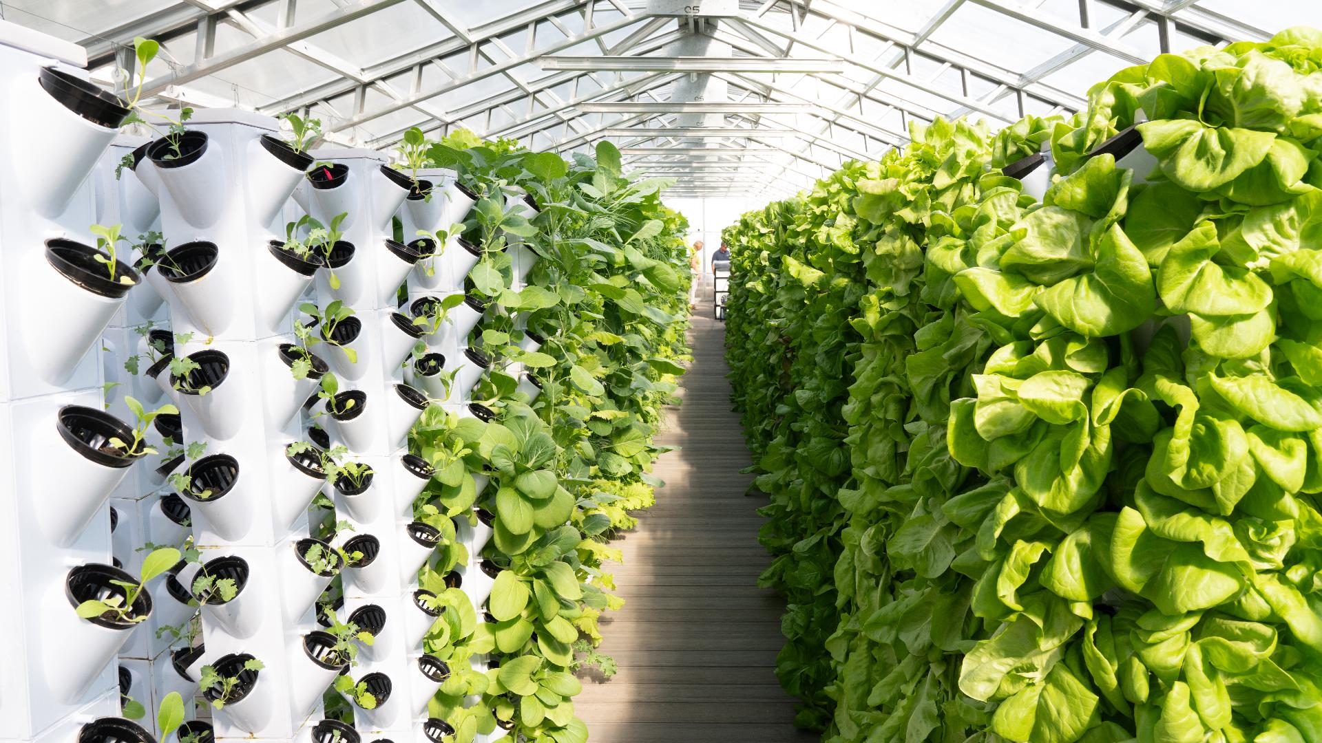 Are there aquaponic farms in Jacksonville? | firstcoastnews.com