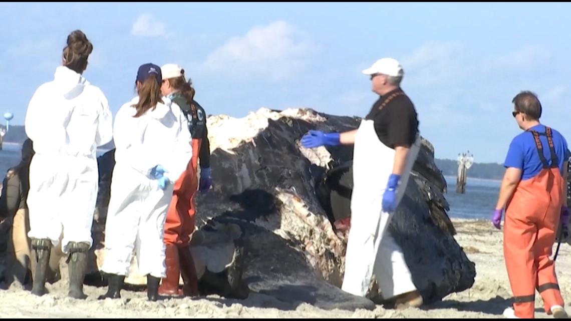 Right whale hit and killed by a vessel strike in Georgia ...