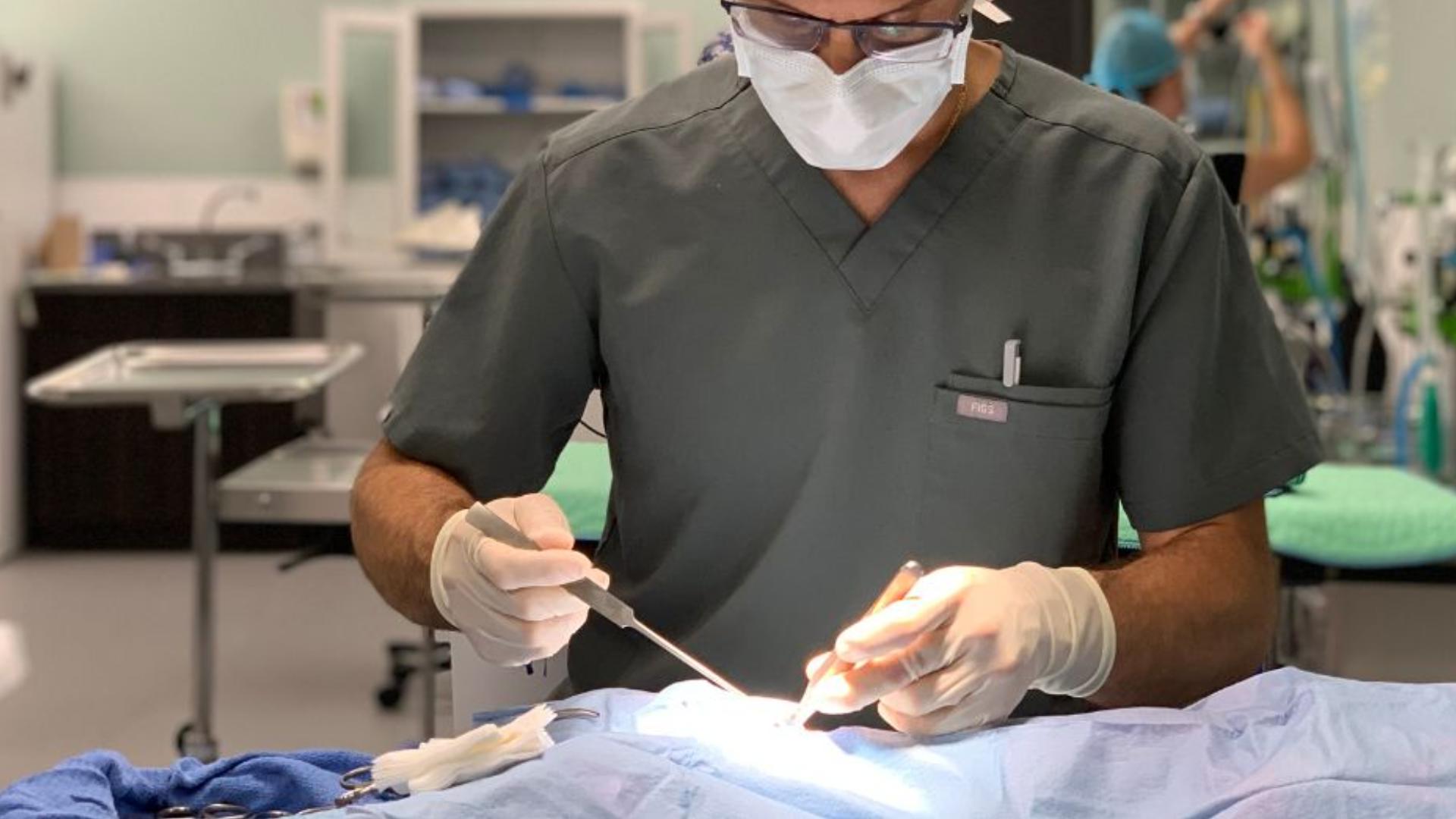 Operation Big Fix: Clinic launches free spay and neuter program for ...