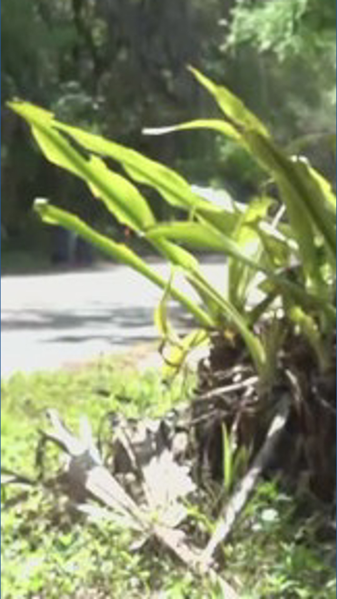 Fort Caroline Road residents concerned as path construction begins ...
