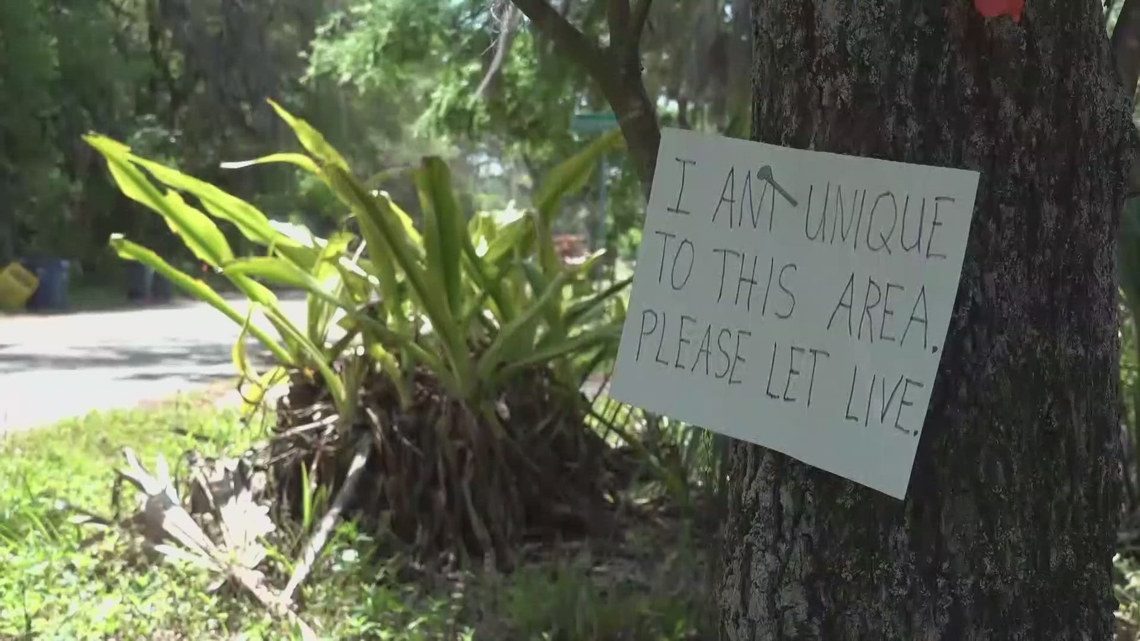 Fort Caroline Road residents concerned as path construction begins ...