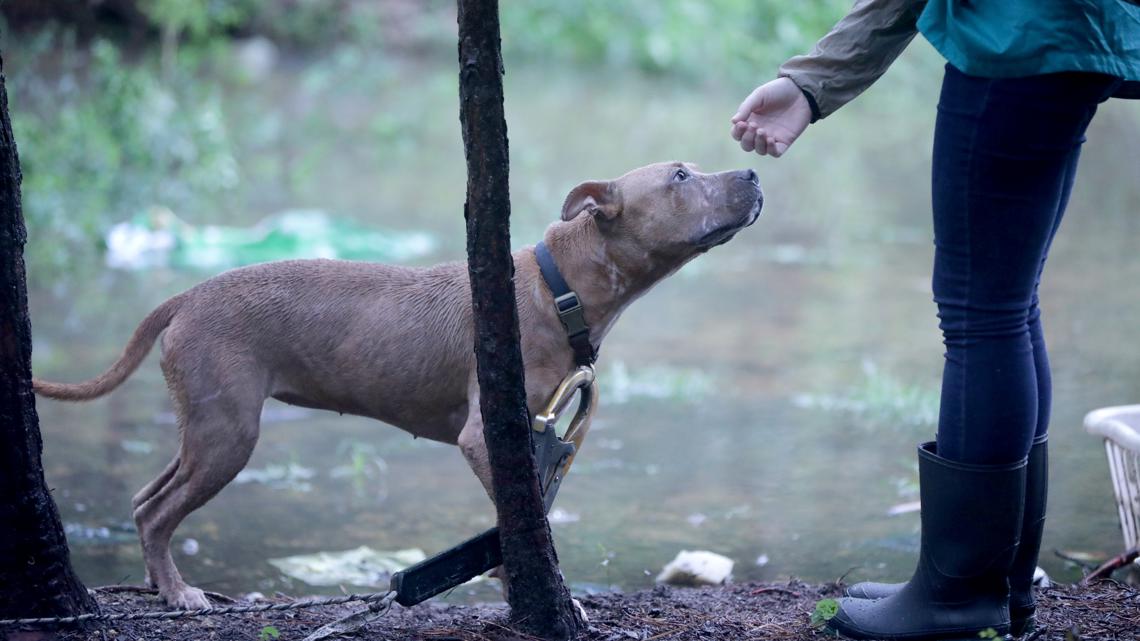 New Florida laws increase animal cruelty penalties, regulate pet sales ...