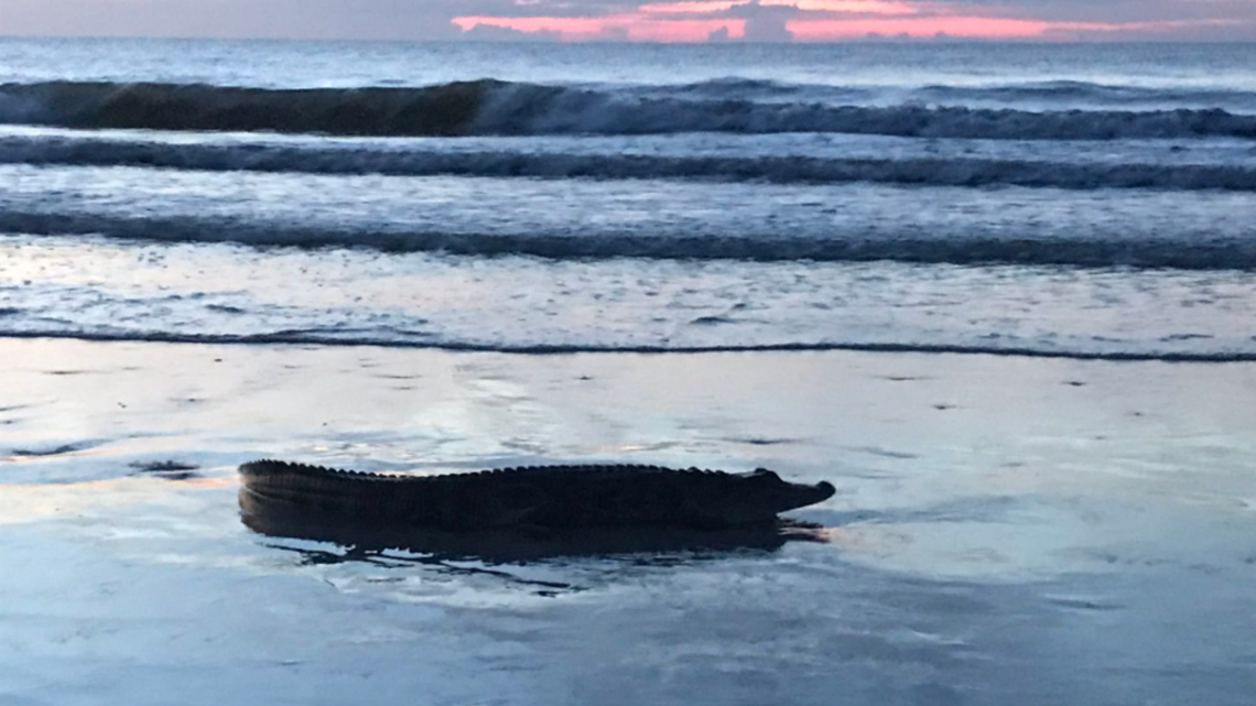 Gator caught enjoying North Florida sunrise on the beach ...