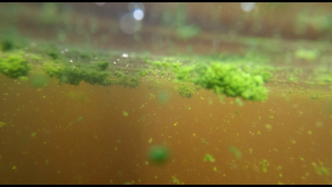 What is blue-green algae in freshwater lakes in Florida ...