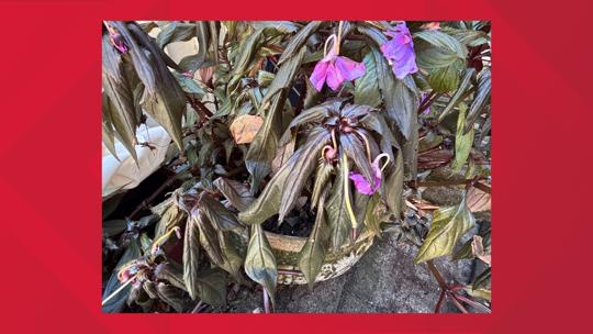 Don't cut back your freeze-damaged plants just yet — take an expert's ...