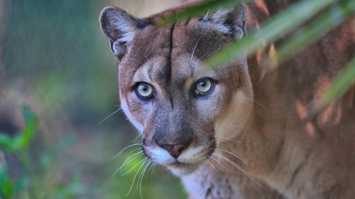 Landowners enrolled for Panther conservation | firstcoastnews.com