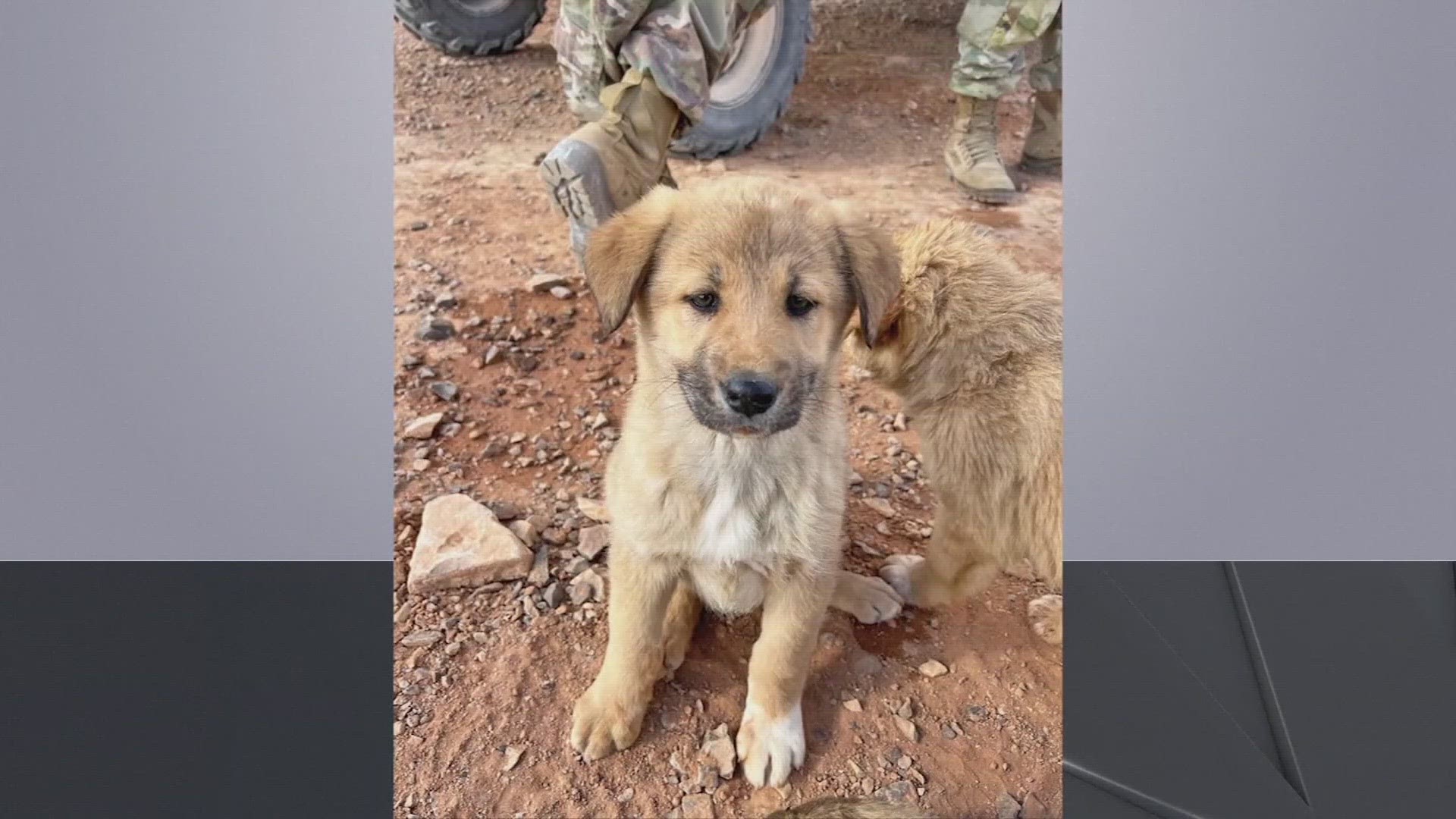 Nonprofit organization Paws of War brings puppies to America from the ...