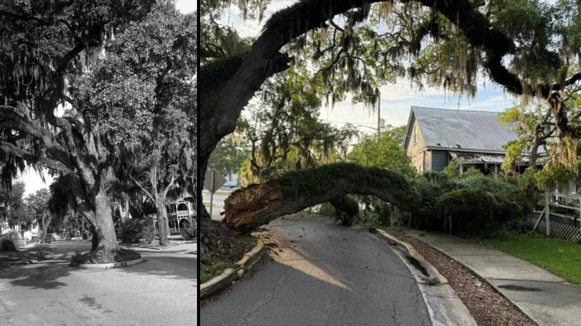 Amelia Island's historic 'Kate's Tree' damaged in recent storm ...