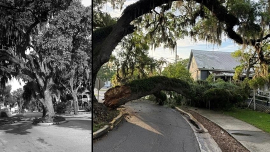 Amelia Island's historic 'Kate's Tree' damaged in recent storm ...
