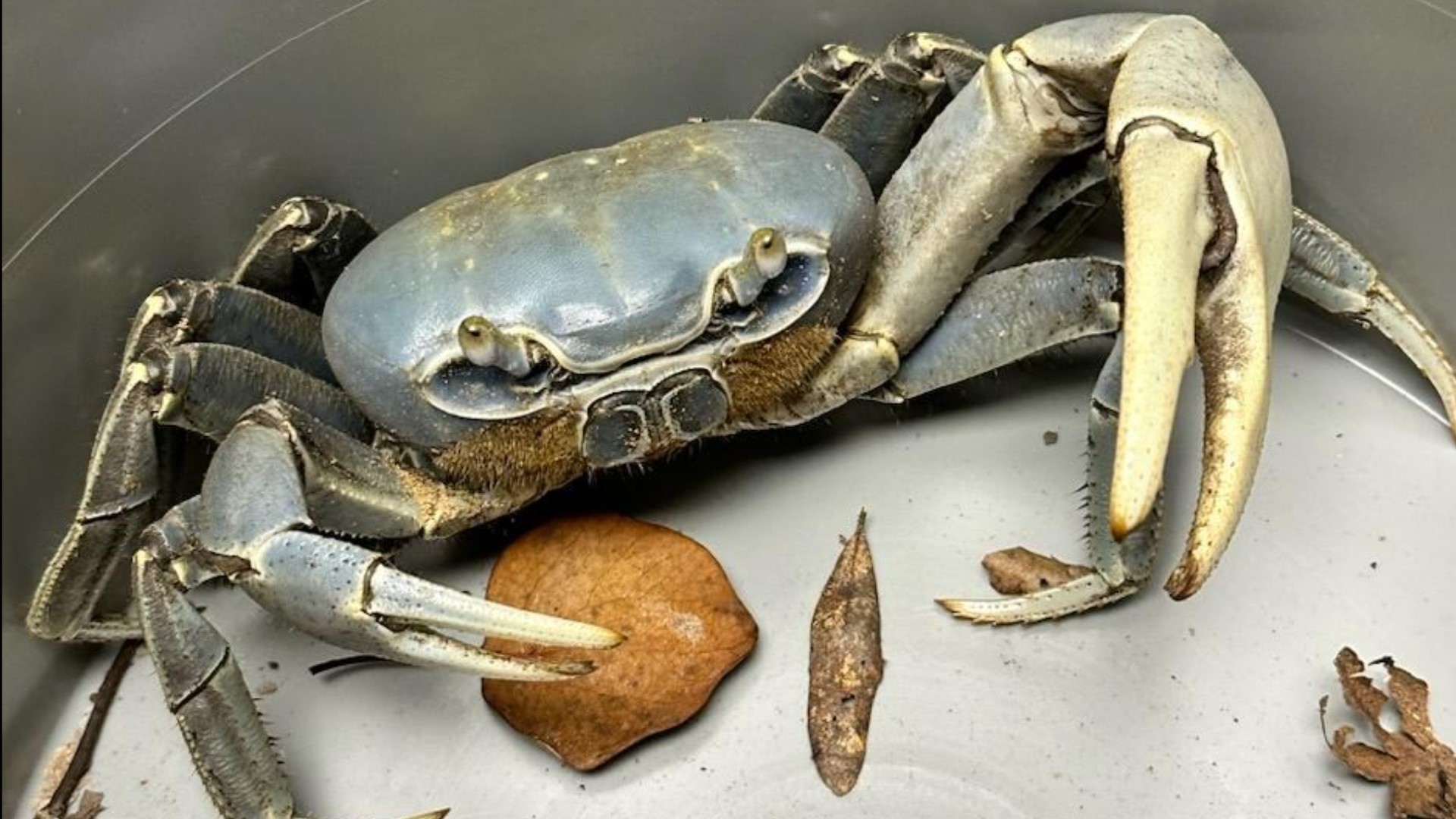 What are these blue crabs in Georgia, North Carolina called ...