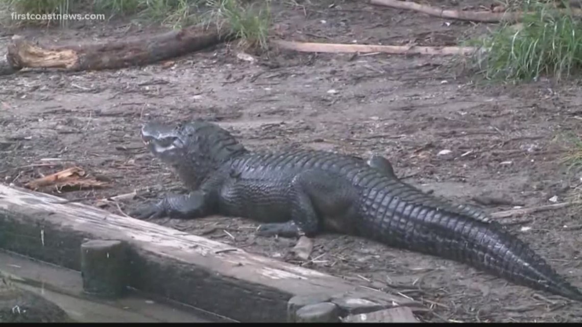 How the Alligator Farm keeps over 1,300 animals from escaping during ...