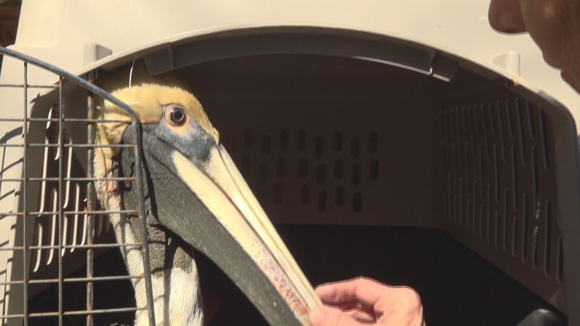 FWC closes investigation into injured pelicans | firstcoastnews.com