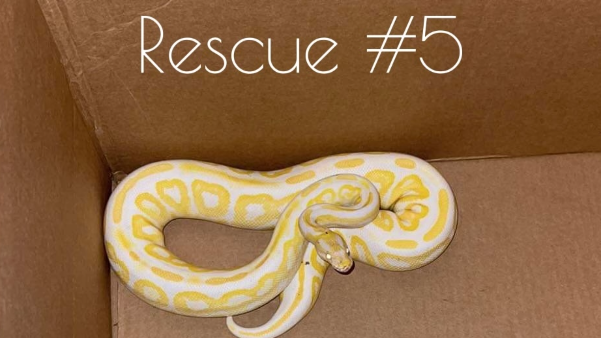 Are there still pythons in St. Augustine? | firstcoastnews.com