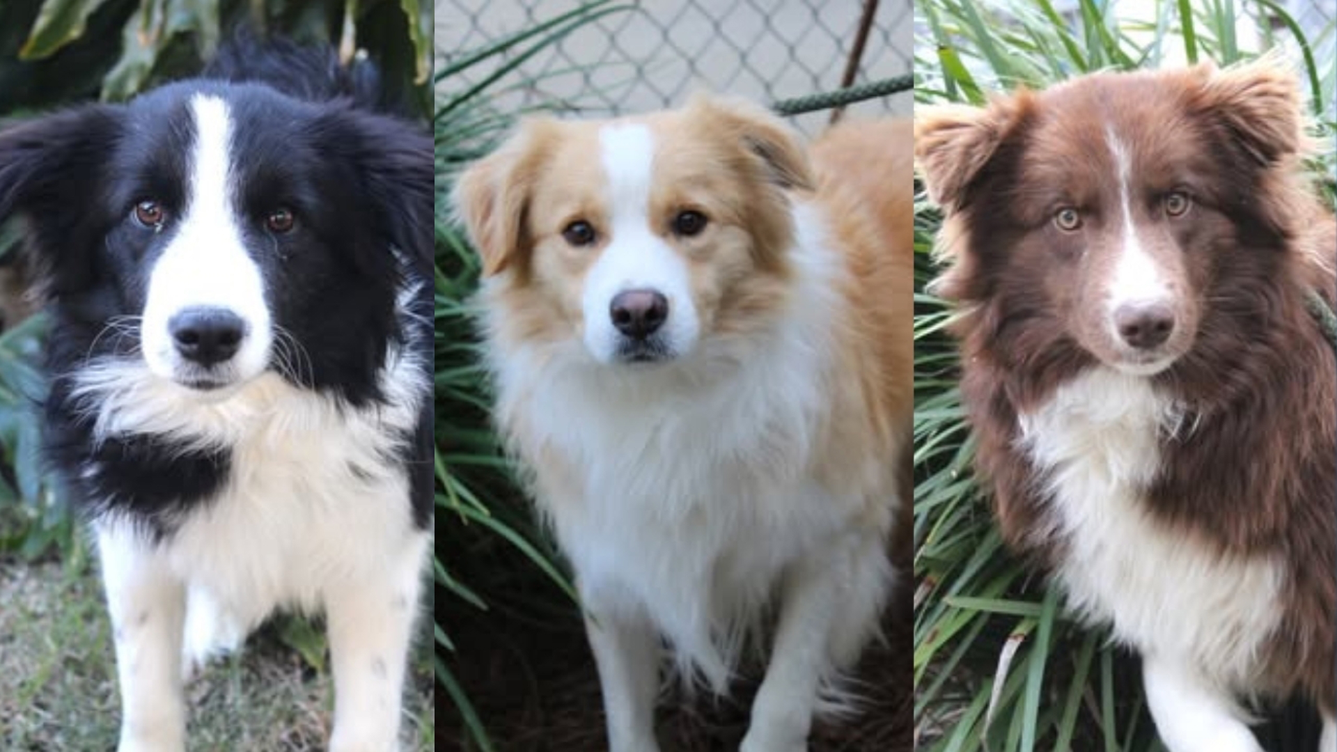 17 border collies in need of adoption after being surrendered by ...