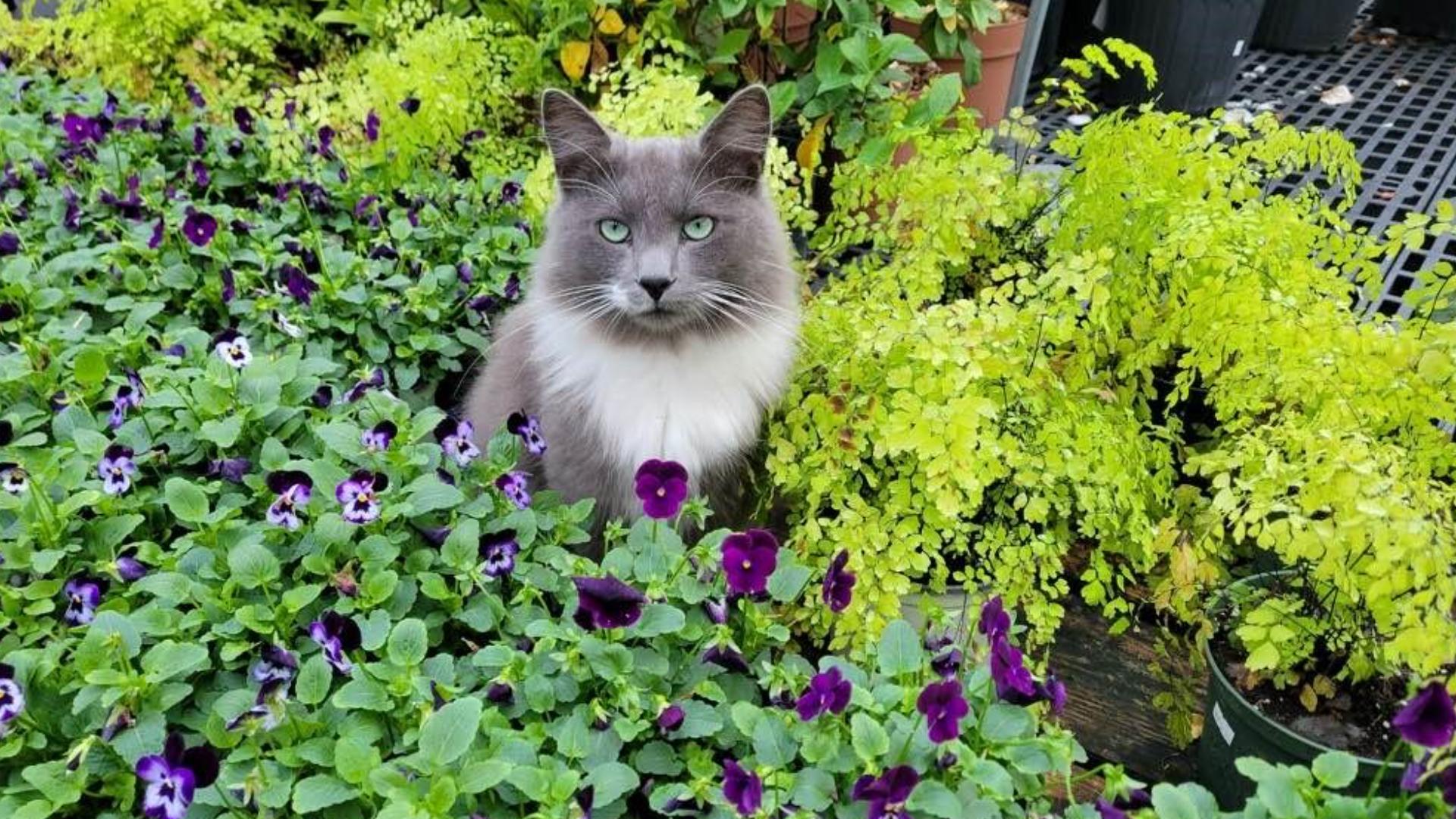 Hagan Ace Hardware cats safe after massive fire | firstcoastnews.com