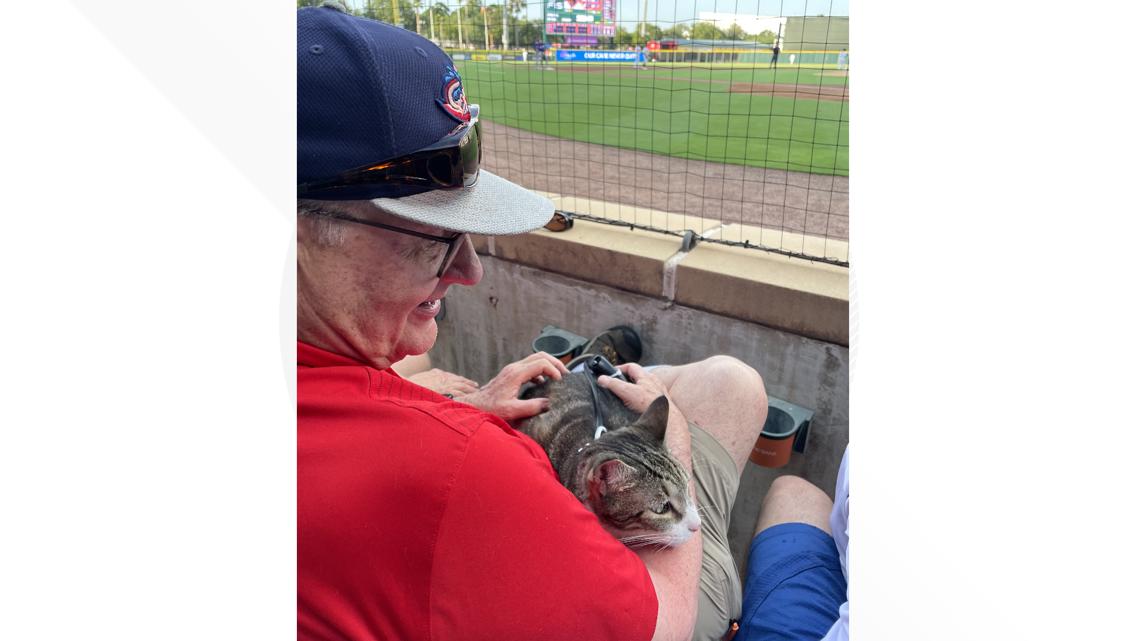 Fans bring their cats to Jacksonville Jumbo Shrimp baseball game ...