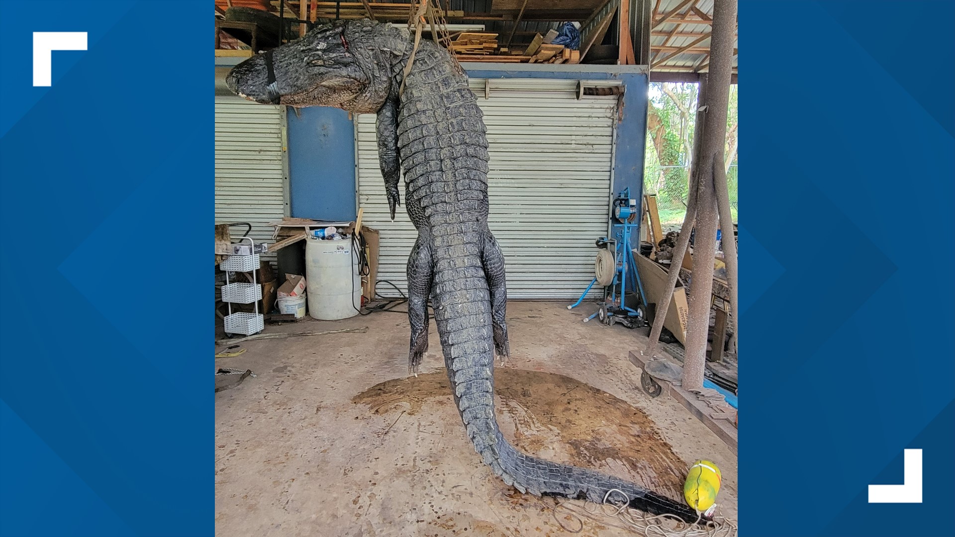 Massive gator found in Putnam County | firstcoastnews.com