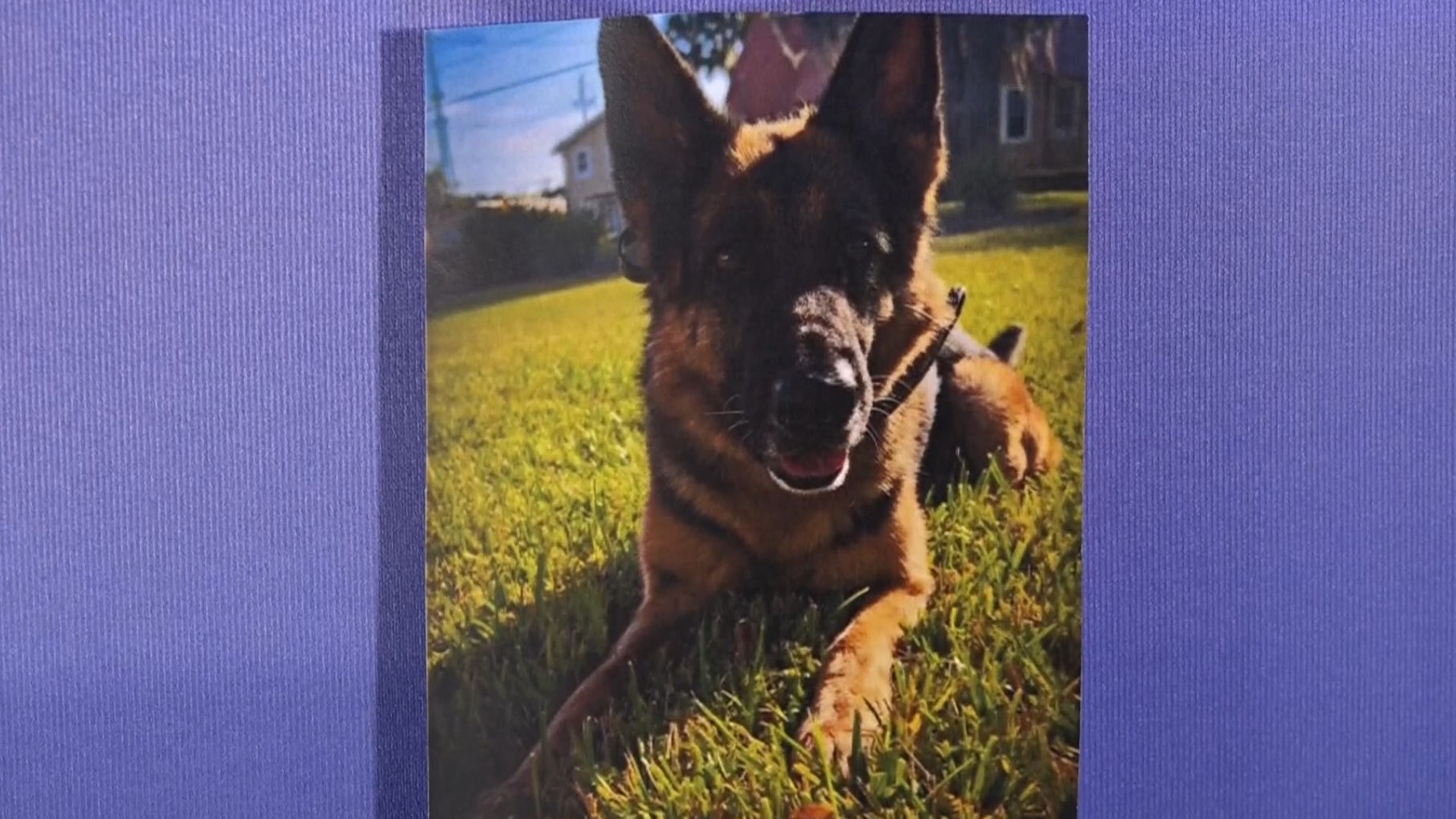 Retired Lake City Police Department K9 killed, handler says ...